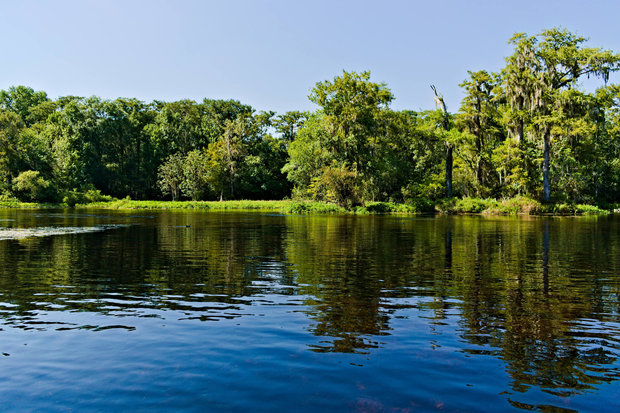 Pond Sludge Reduction with Microbes / Bacteria | Bacteria Direct